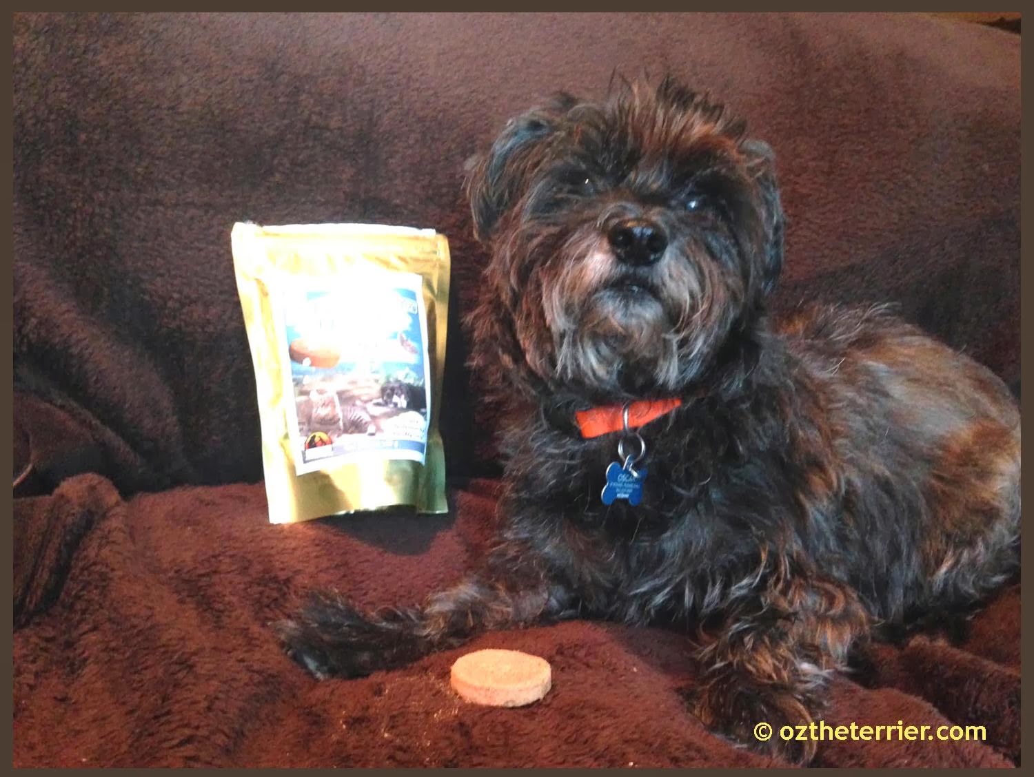LOVE Me Some Wysong Treats! | Oz the Terrier - Lifestyle Dog Blog