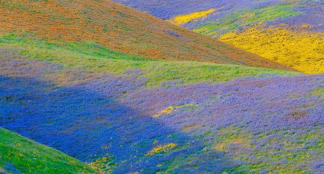 California's Wildflower Super Bloom | Earth Blog