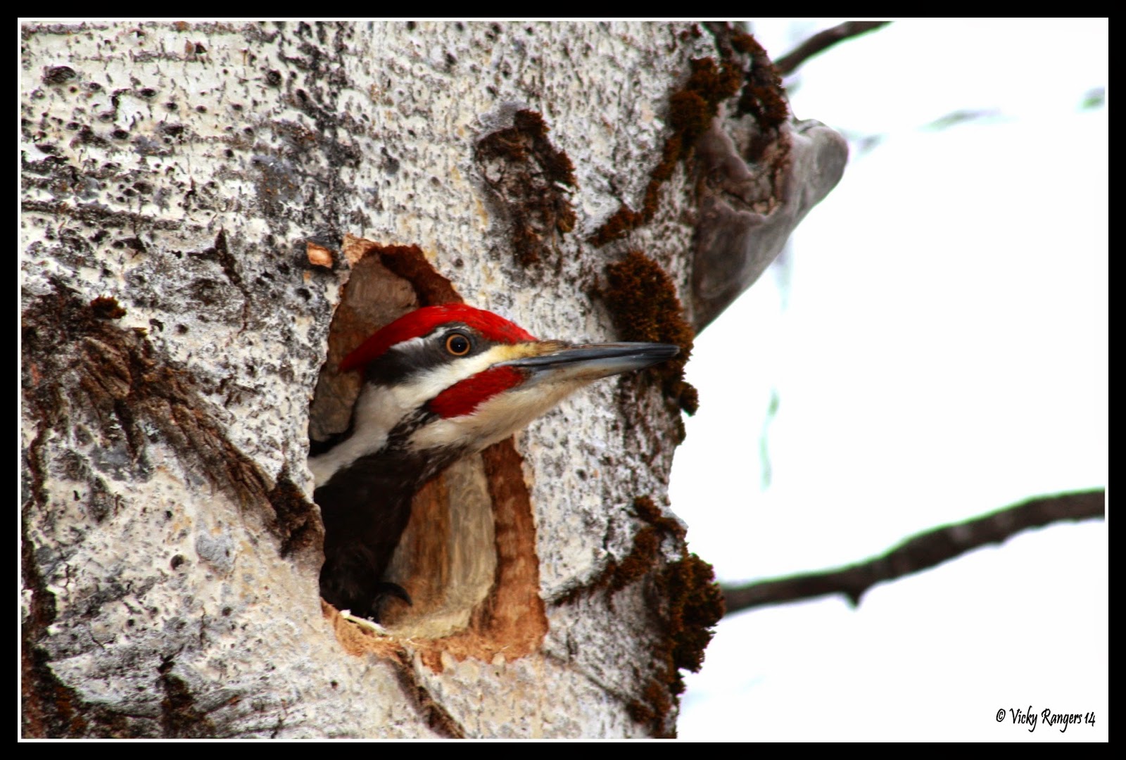La faune et la flore du Québec en photos: Grand pic, Dryocopus pileatus