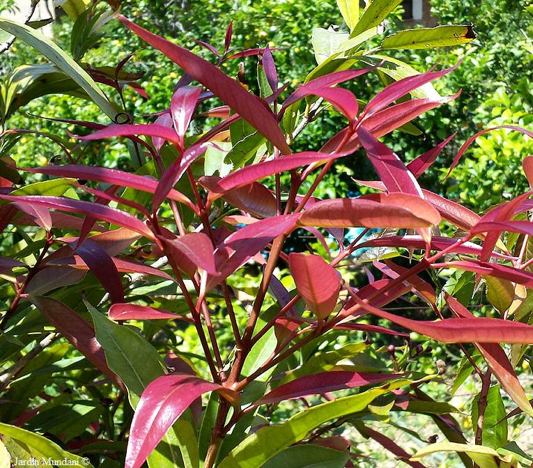 Sangrando en verde: La Pomarrosa huele y sabe como las rosas