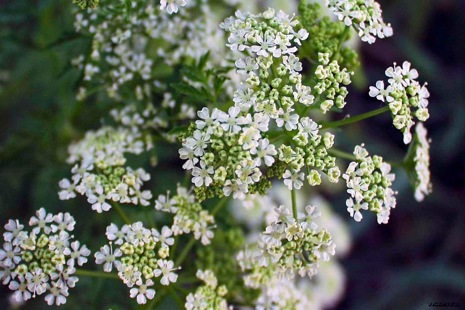 Las flores silvestres de Hormaza: Conium maculatum