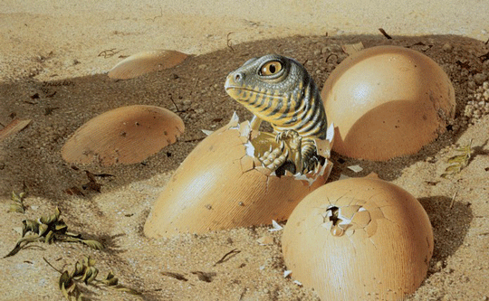 ¿El huevo de la serpiente? No, no. De Troodon | Dinosaurios (El ...