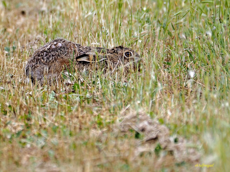 Miguel fotografia: Liebre europea (Lepus europaeus)