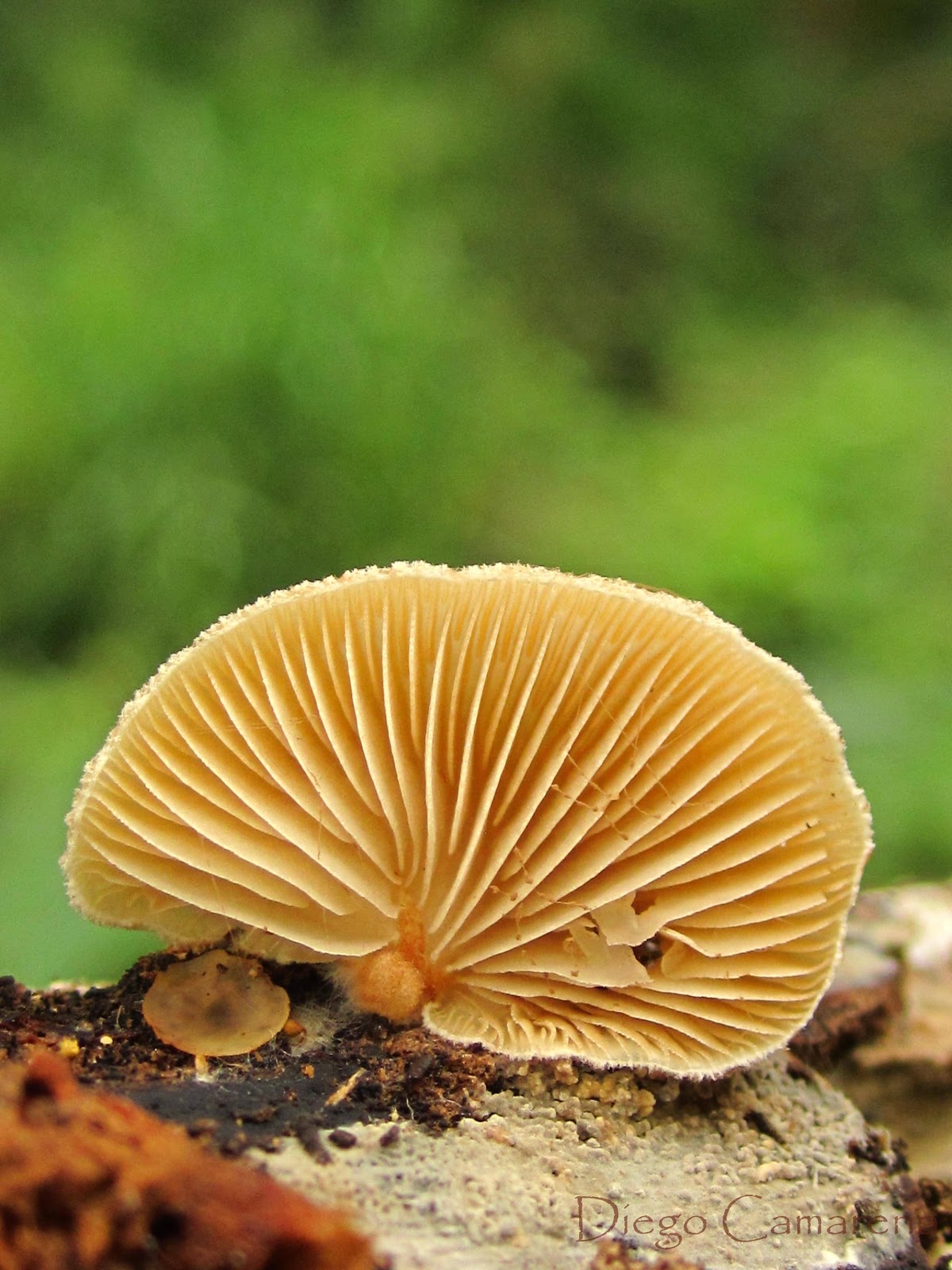 Fotografías de naturaleza: Hongos en parque Eca do Queiros