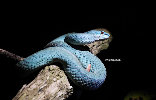 Ular Asli Indonesia: Trimeresurus insularis