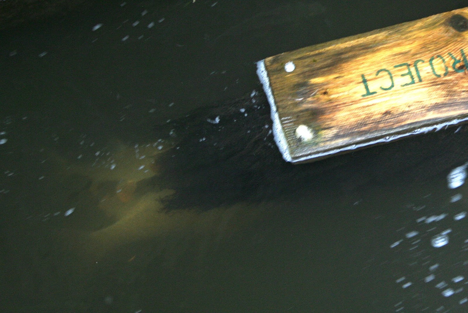 Avon Roach Project: Spawning and Hatching - May 2016