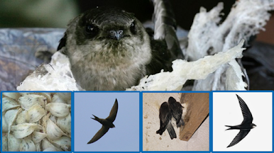 Mengenal "Si Liur Emas" Burung Walet - Walet Senja