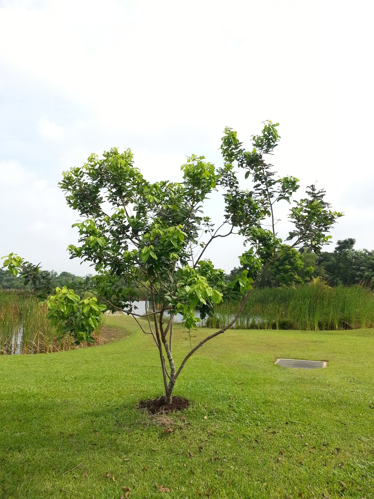 Riverine Parks: Rambutan (Nephelium lappaceum)