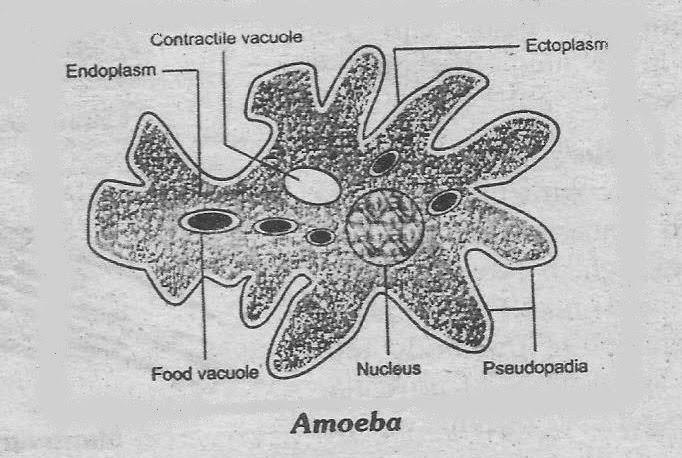 Notes Guide Book: Write a note on the structure of amoeba.