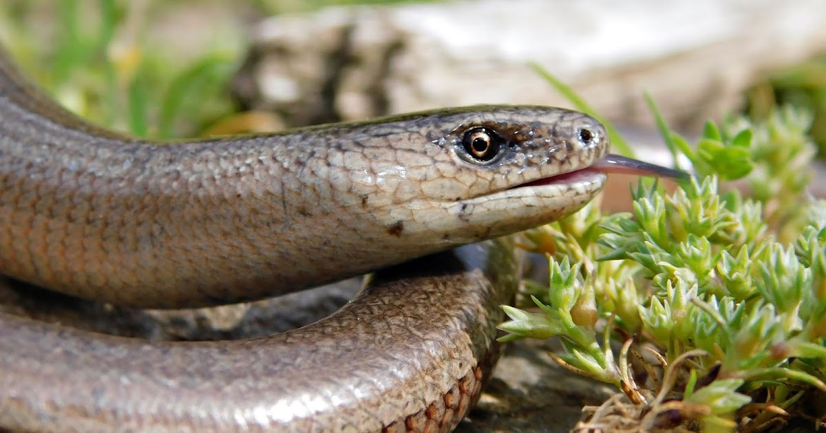 Sargantanes i Dragons: Anguis fragilis - Serp de vidre o vidriol