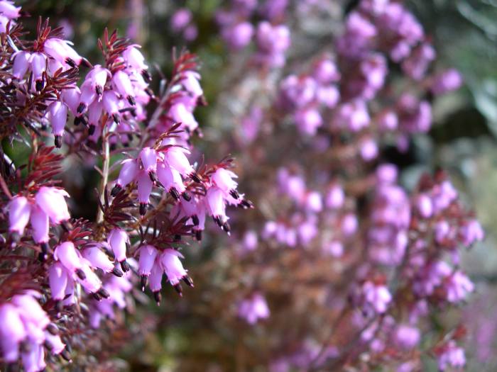 IL GIARDINO SFUMATO: ERICA IN GIARDINO