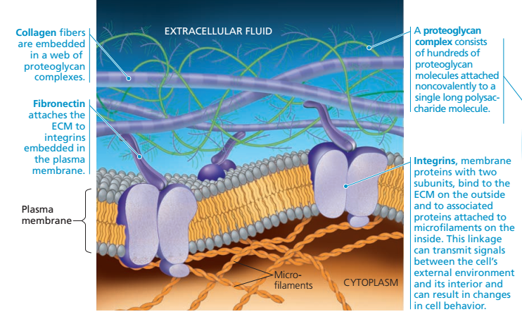 Cara Kerja Sel Hewan sesuai Struktur dan Fungsi Selnya - Quipper Blog