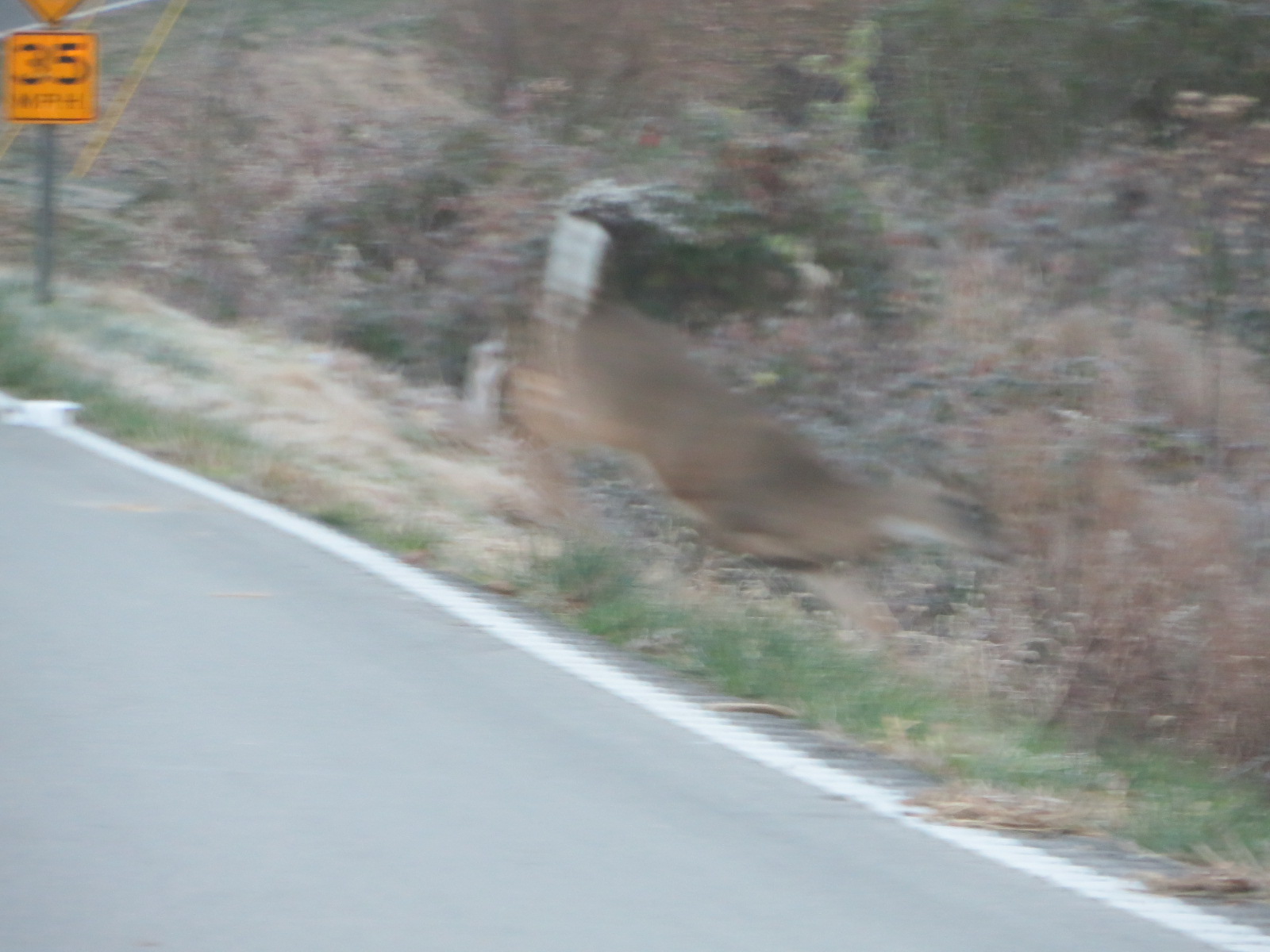 Deer sightings during my road trip – what I learned on the road ...