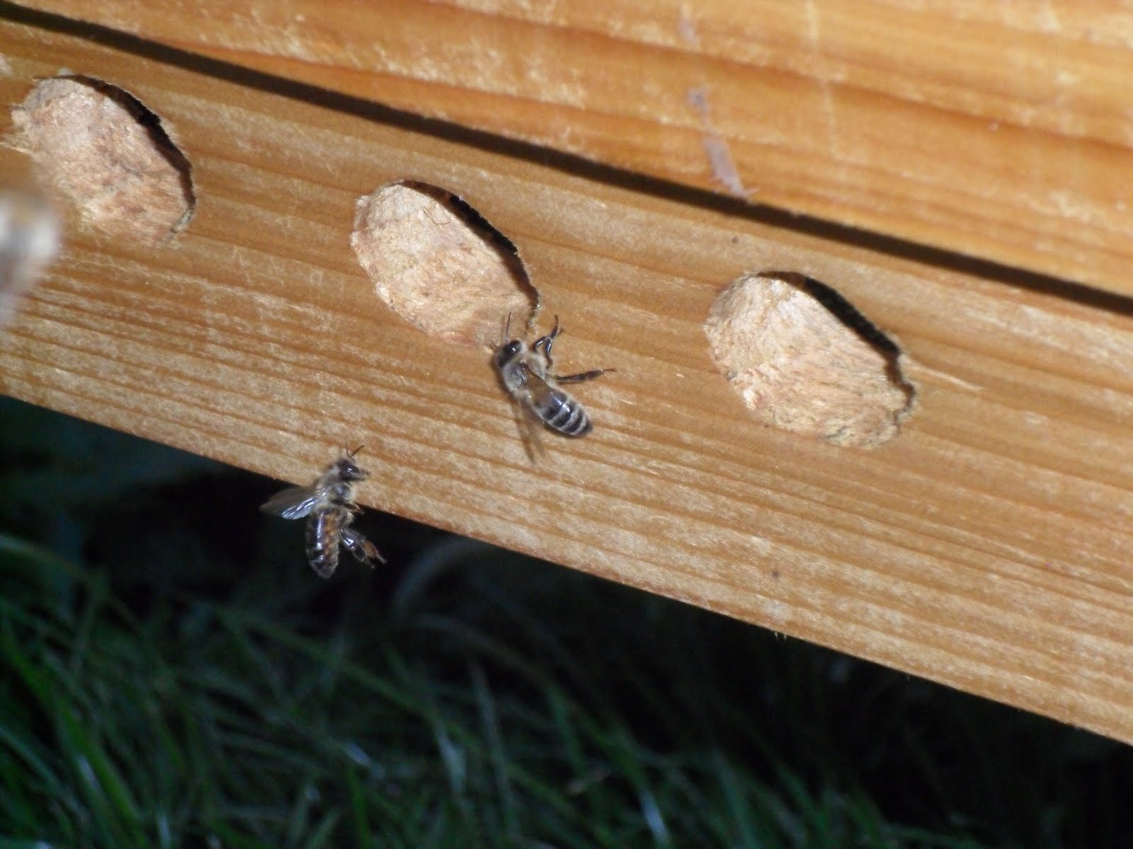 Top Bees: Spy Camera