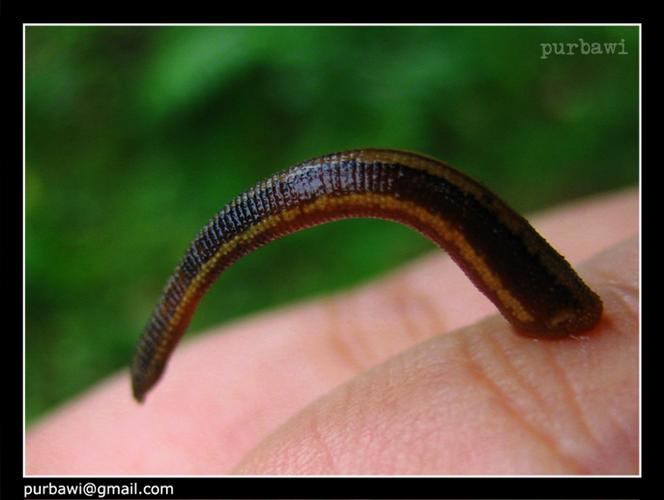 Queen of Wishful Thinking: PACAT DAN TIPS MENGELAK DARI DIGIGIT PACAT