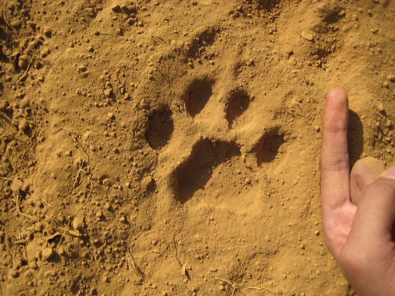 firaa!: Solo ride to Dandeli-Anshi Tiger Reserve