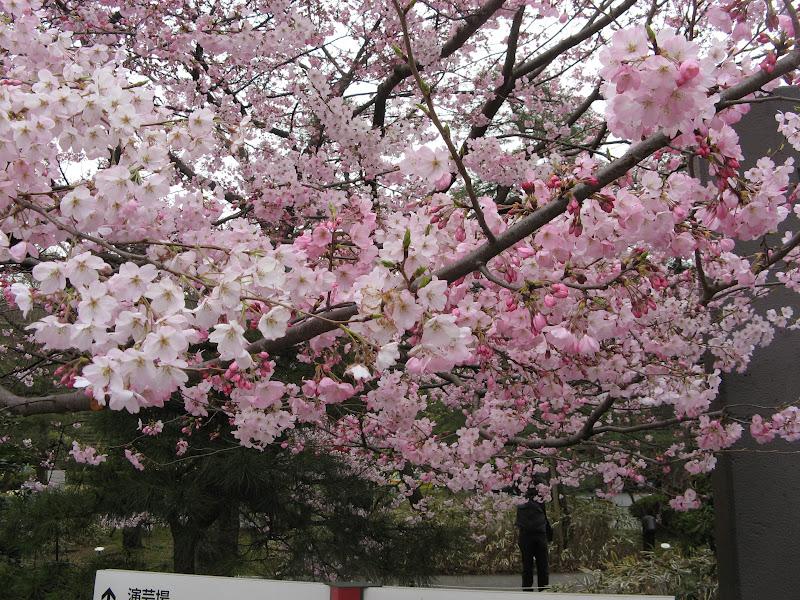 Christopher At Sogetsu Tokyo: TOKYO JOURNAL