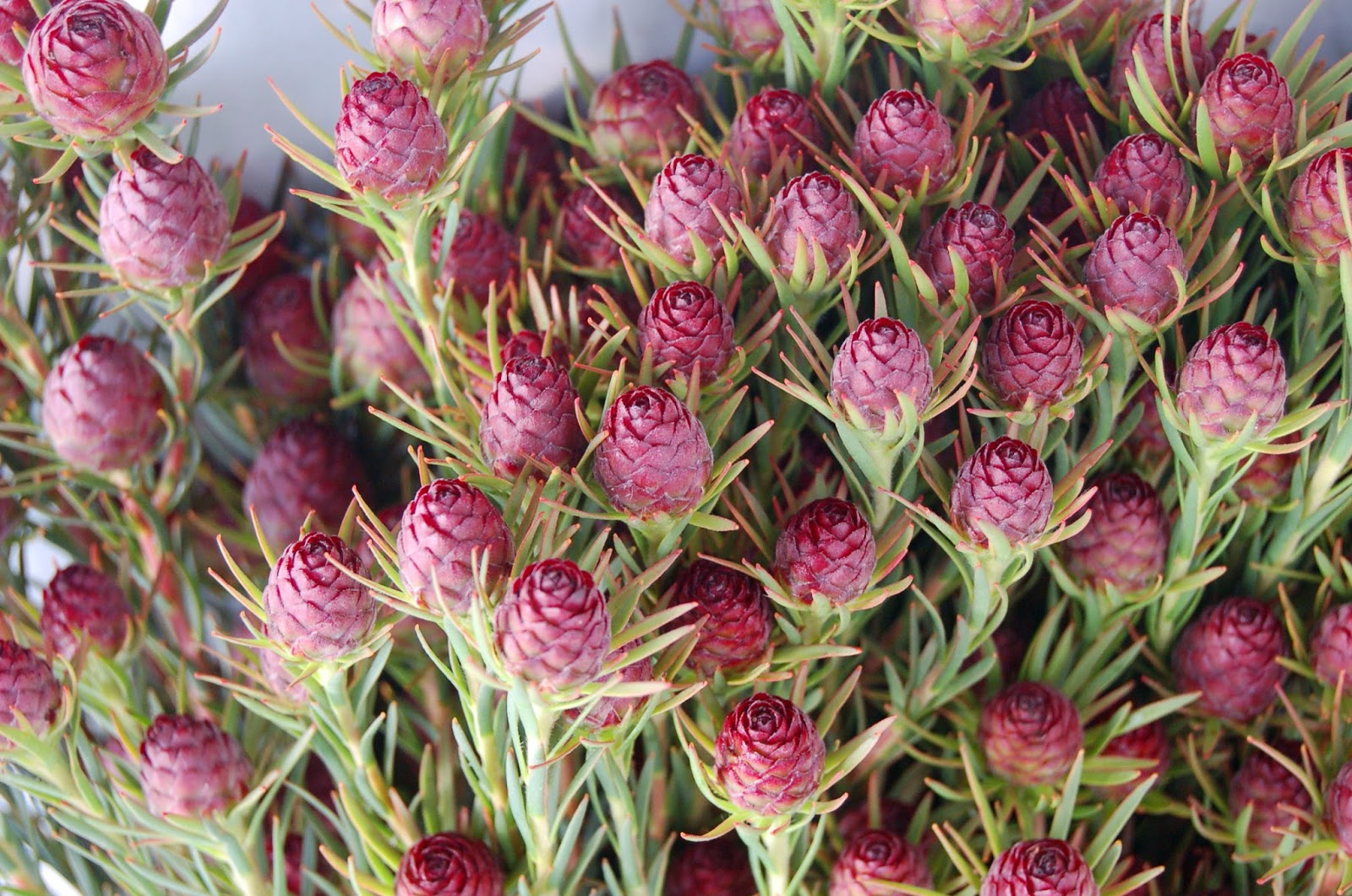 A Passion for Flowers: Fabulous Cone Bushes