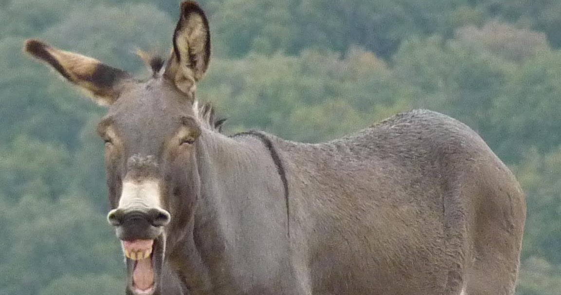 Como suena la tinta: La burra grande y su dueño