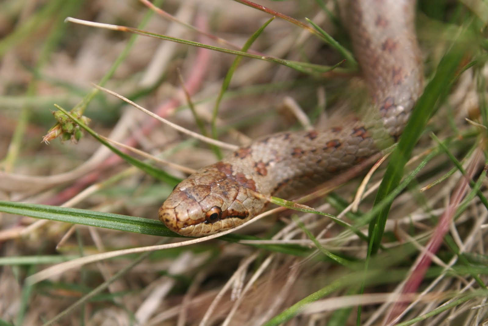 Slangen van ´t Nederlands taalgebied en West-Europa : Slangen herkennen ...