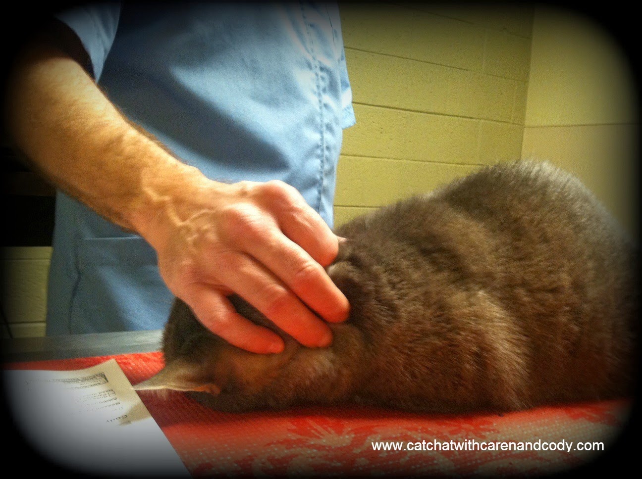 Cat and DOG Chat With Caren: 10 Ways To Show Respect For Your Cat On ...