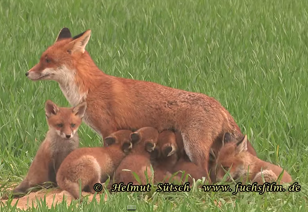 www.wildtierschutz-deutschland.de: Fuchsjagd wegen fehlender ...