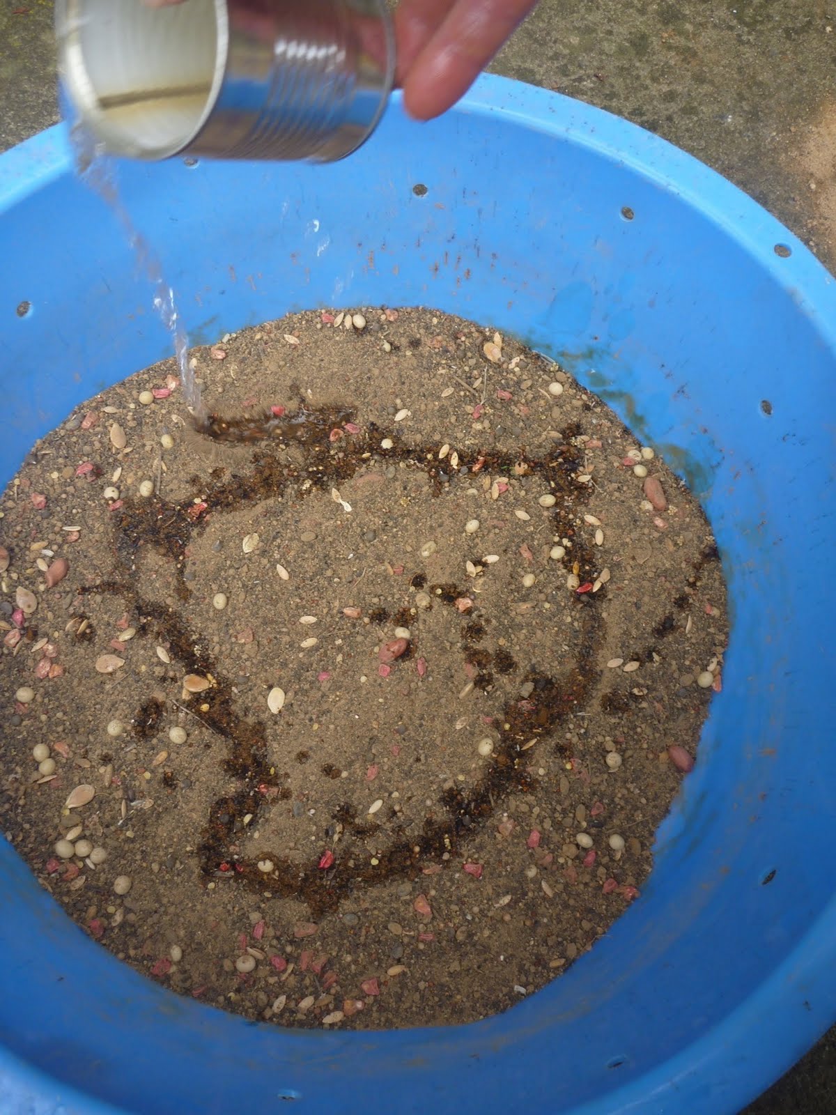 Dream Seed Farms: Adventures in Seed Balling