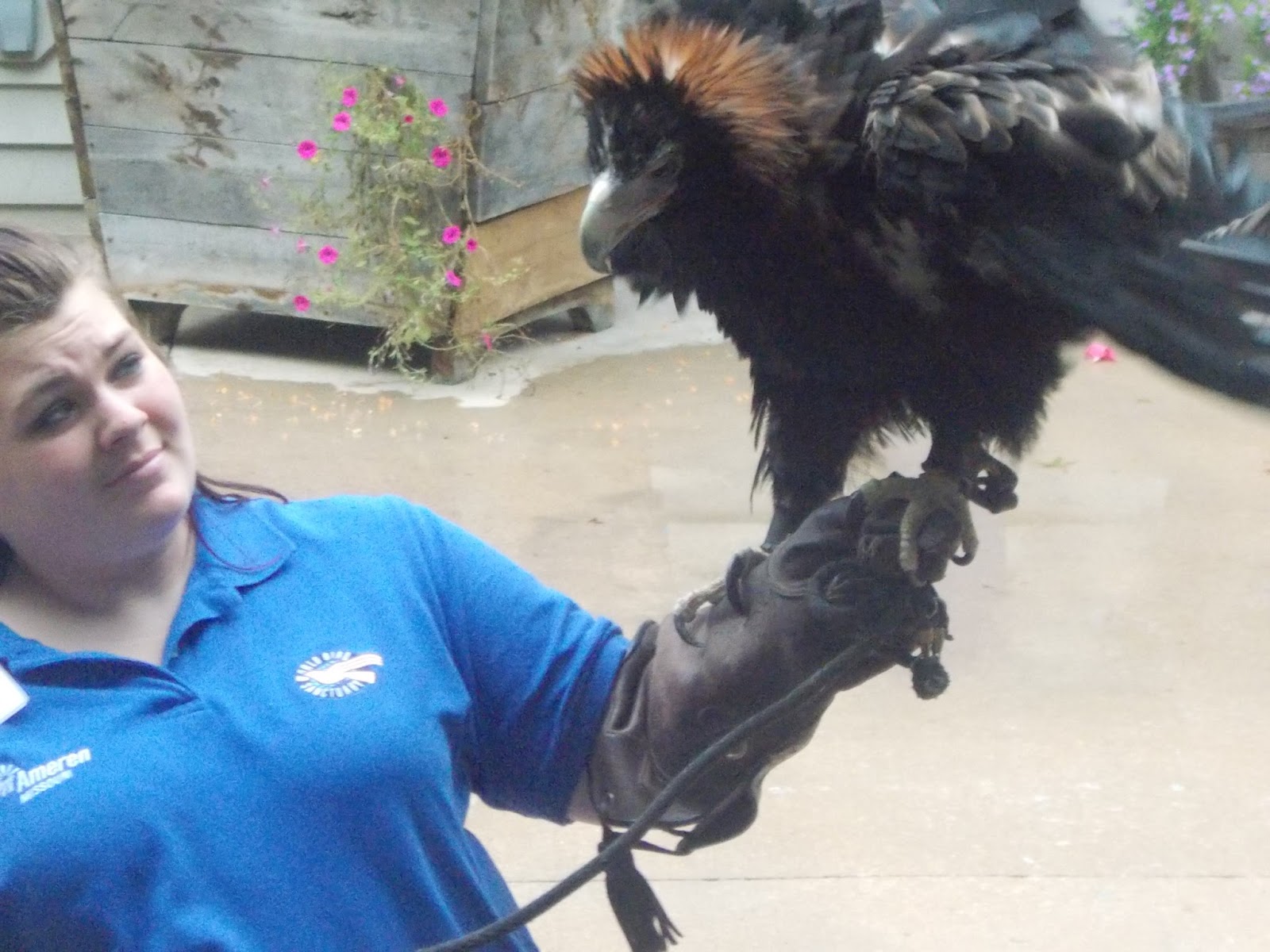 World Bird Sanctuary: What's That Bird Doing?.......Being Comfortable!