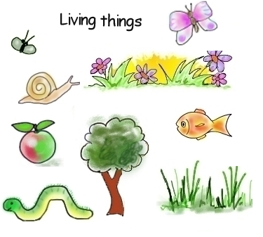 LIVING THINGS GAME