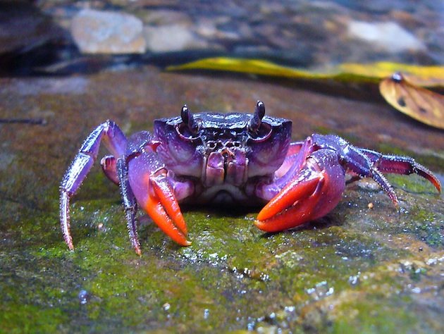 Purple Crab Discovered in Palawan | I Love Picz
