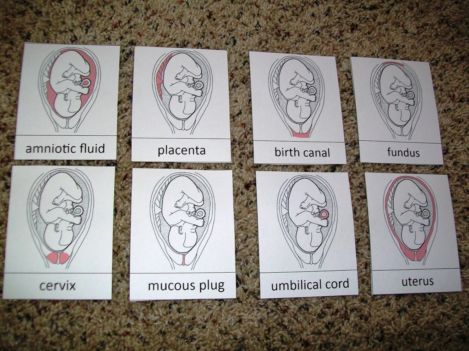 My Body: The Reproductive System Unit with Free Printables - Every Star ...