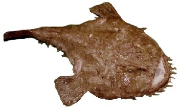 PEIXE SAPO (Lophius gastrophysus)