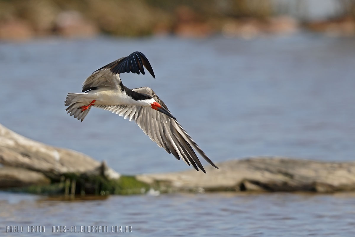 mis fotos de aves: Rynchops niger Rayador Black Skimmer