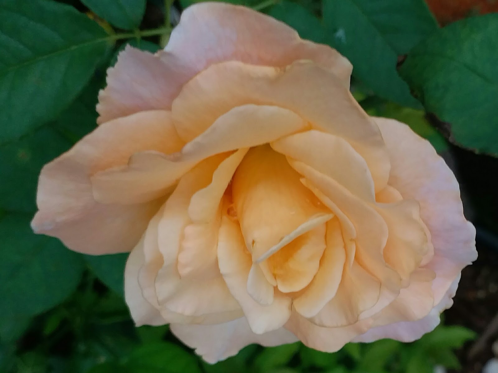 Tanam Ros Untuk Beginner: April 2017