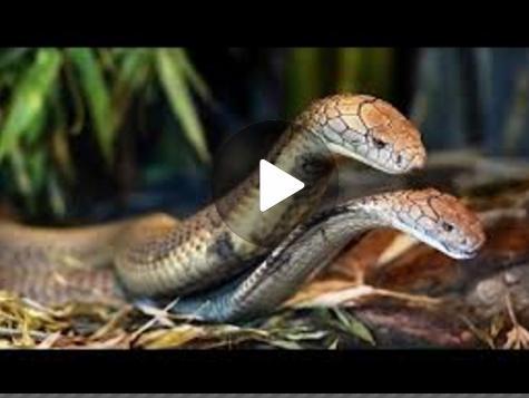 Cobra Mating and Birth - Amazing King Cobra Mating ~ Hot 31 VDO