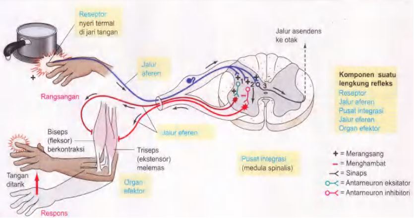 Life Goes On: Fisiologi Hewan: Neuron dan Fisiologisnya