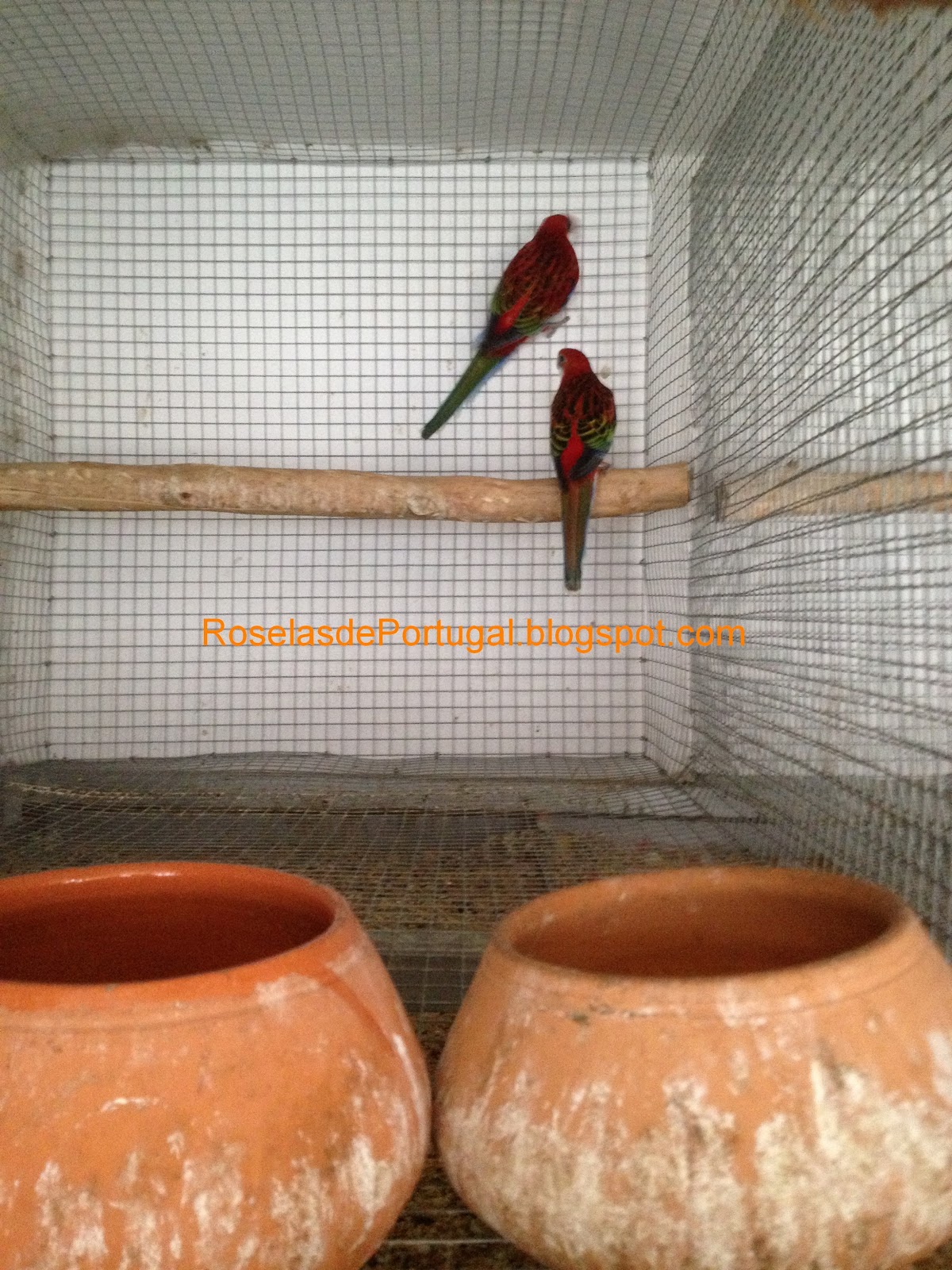 Roselas de Portugal: Roselas Fotografias Plantel