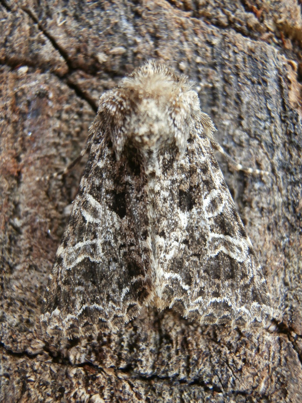 The Curious Naturalist: Norfolk moths: Rockland St. Peter garden, 23 ...