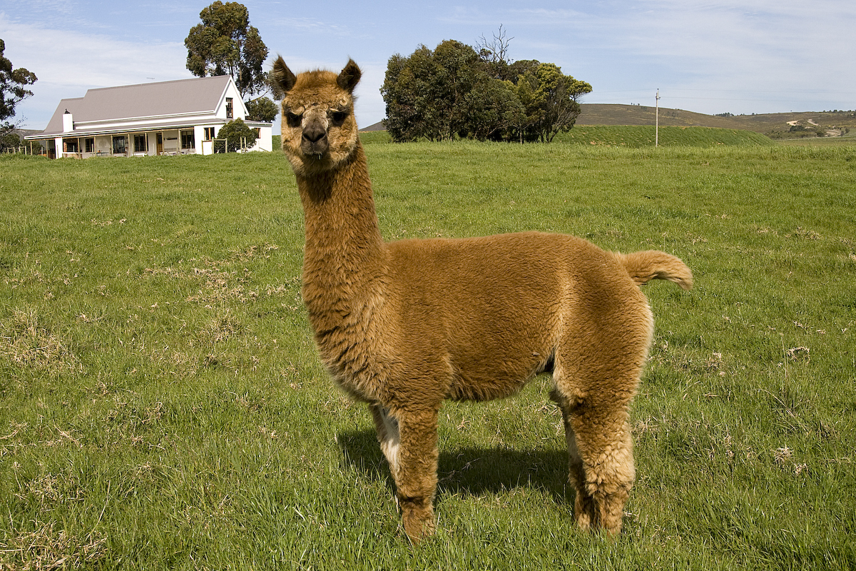 Alpaca