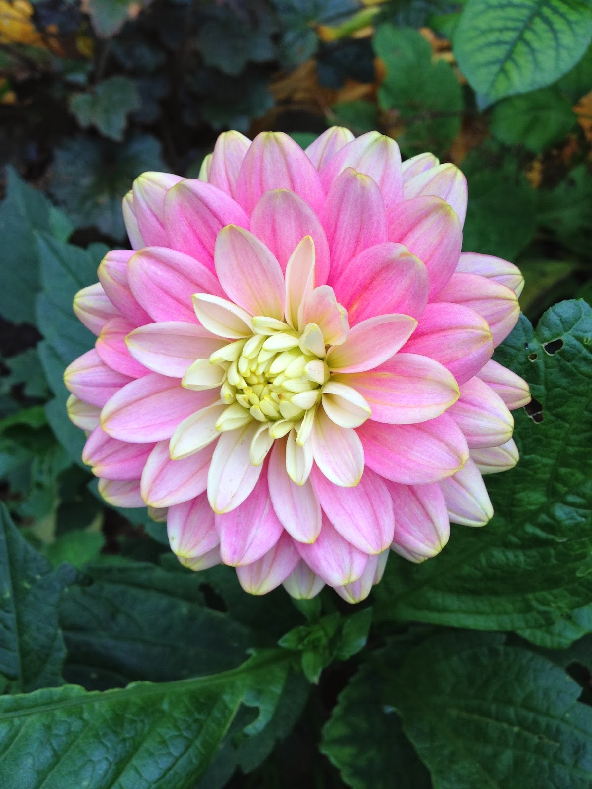 Trädgårdstid: Georginer