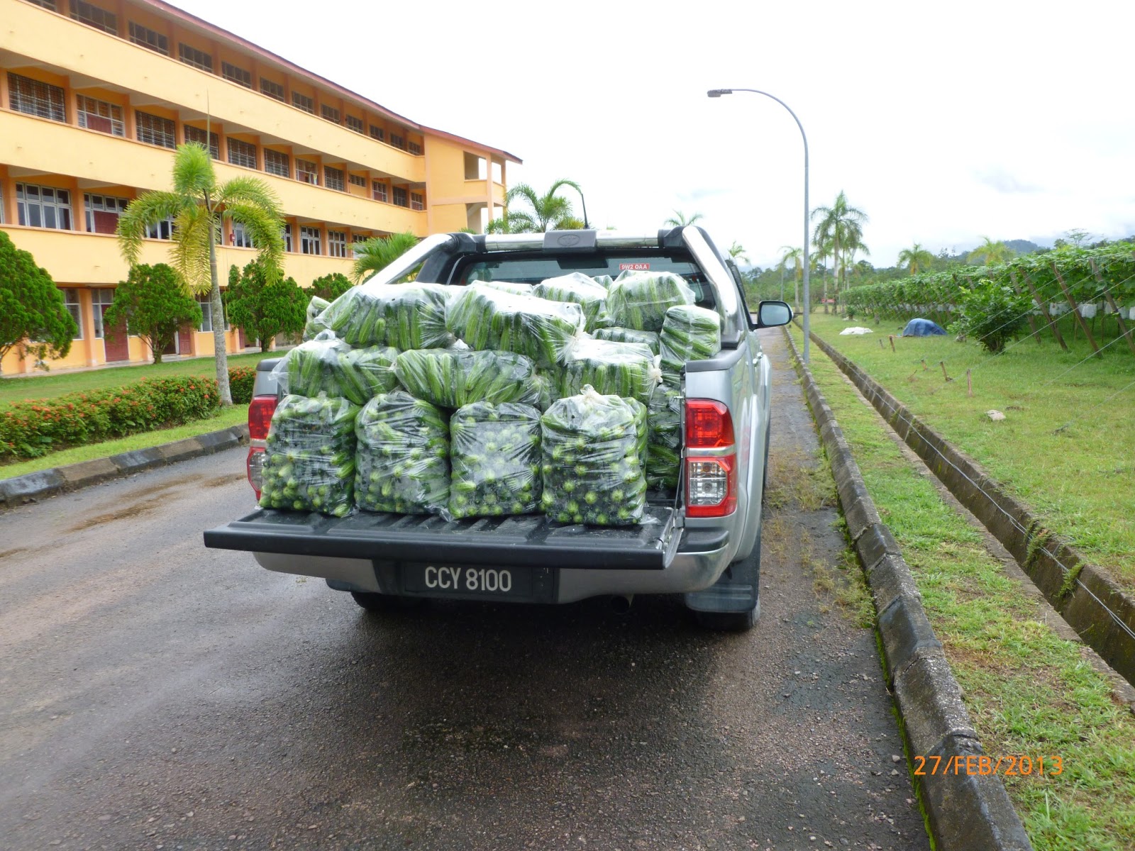 OBO: Projek Tanaman Timun Fertigasi Terbuka Di SMK Kuala Jengal, Dungun ...