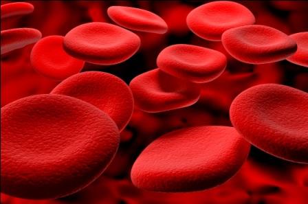 Apa itu Eritrosit? ~ Detak Ilmu