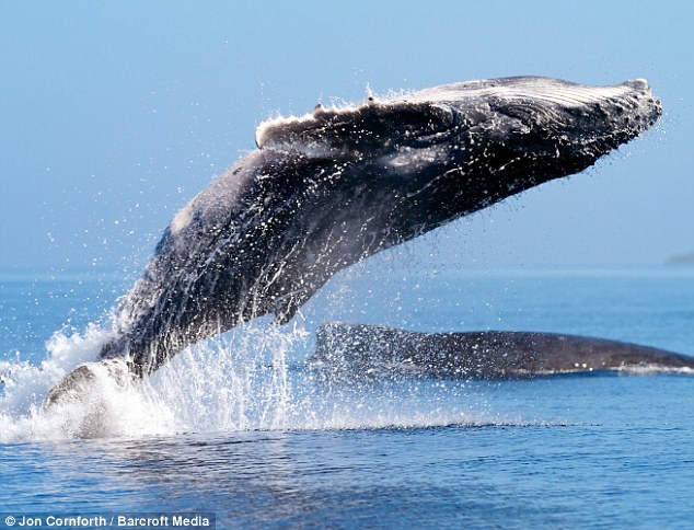 White Wolf : The baby humpback which appears to levitate in incredible snap