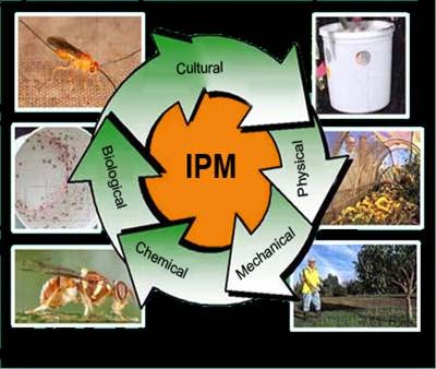 Living with Nature - School on Blog by Dr. Abercio V. Rotor: IPM ...