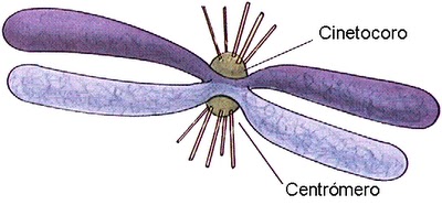 BIOLOGIA: Ciclo Celular