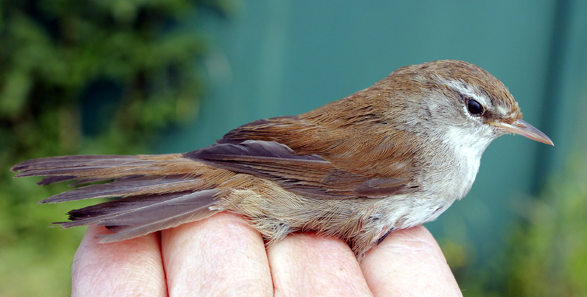 Another Bird Blog: Must Do Better