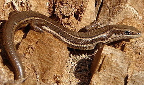 Argentina nativa: Ambere estriado (Mabuya dorsivittata)