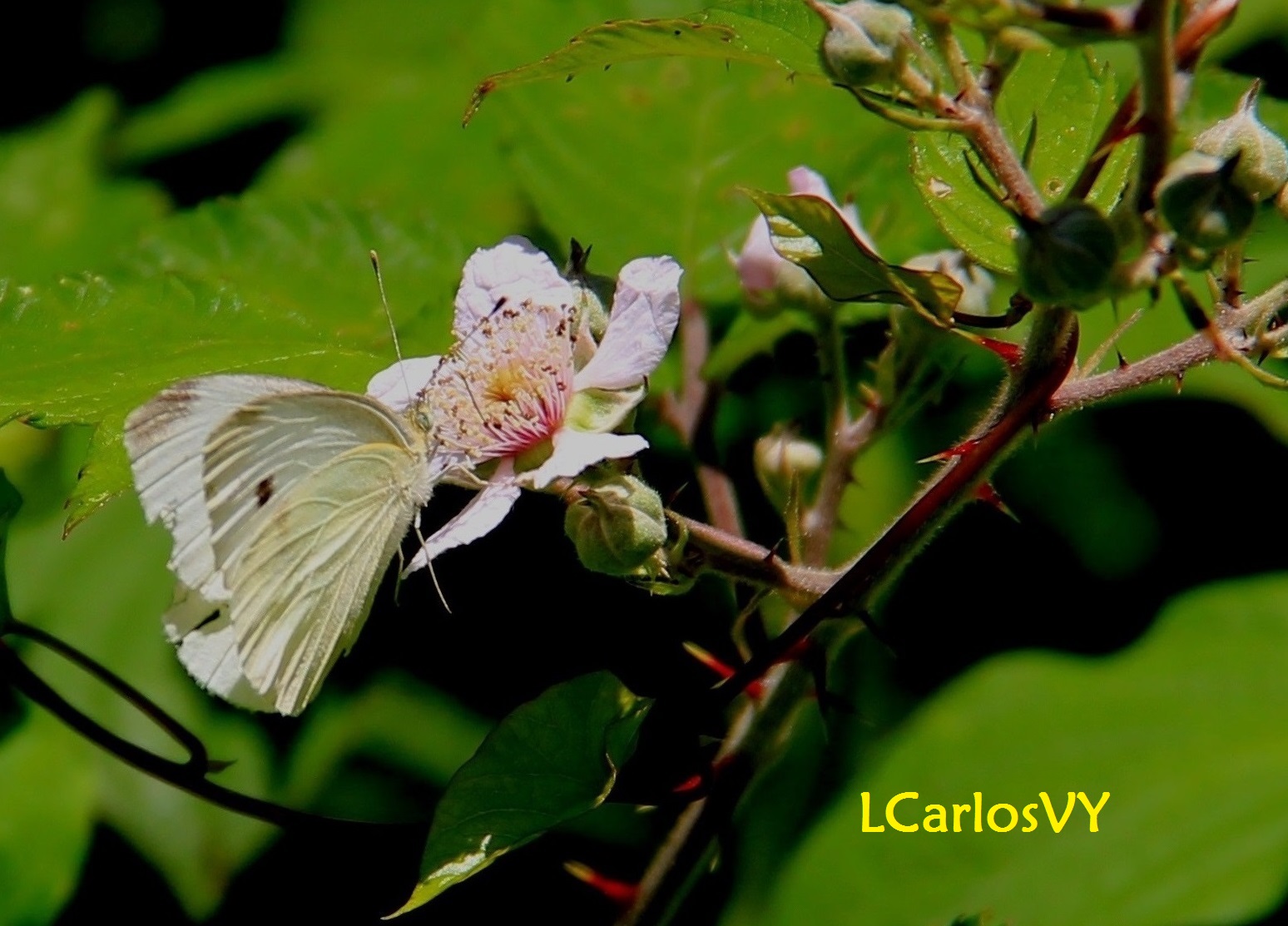 Plantas silvestres de Asturias: Zarza, zarzamora, mora – Rubus Ulmifolius