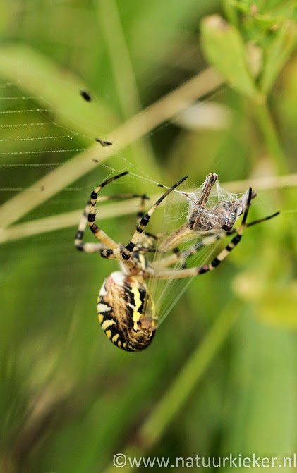 De Wespspin