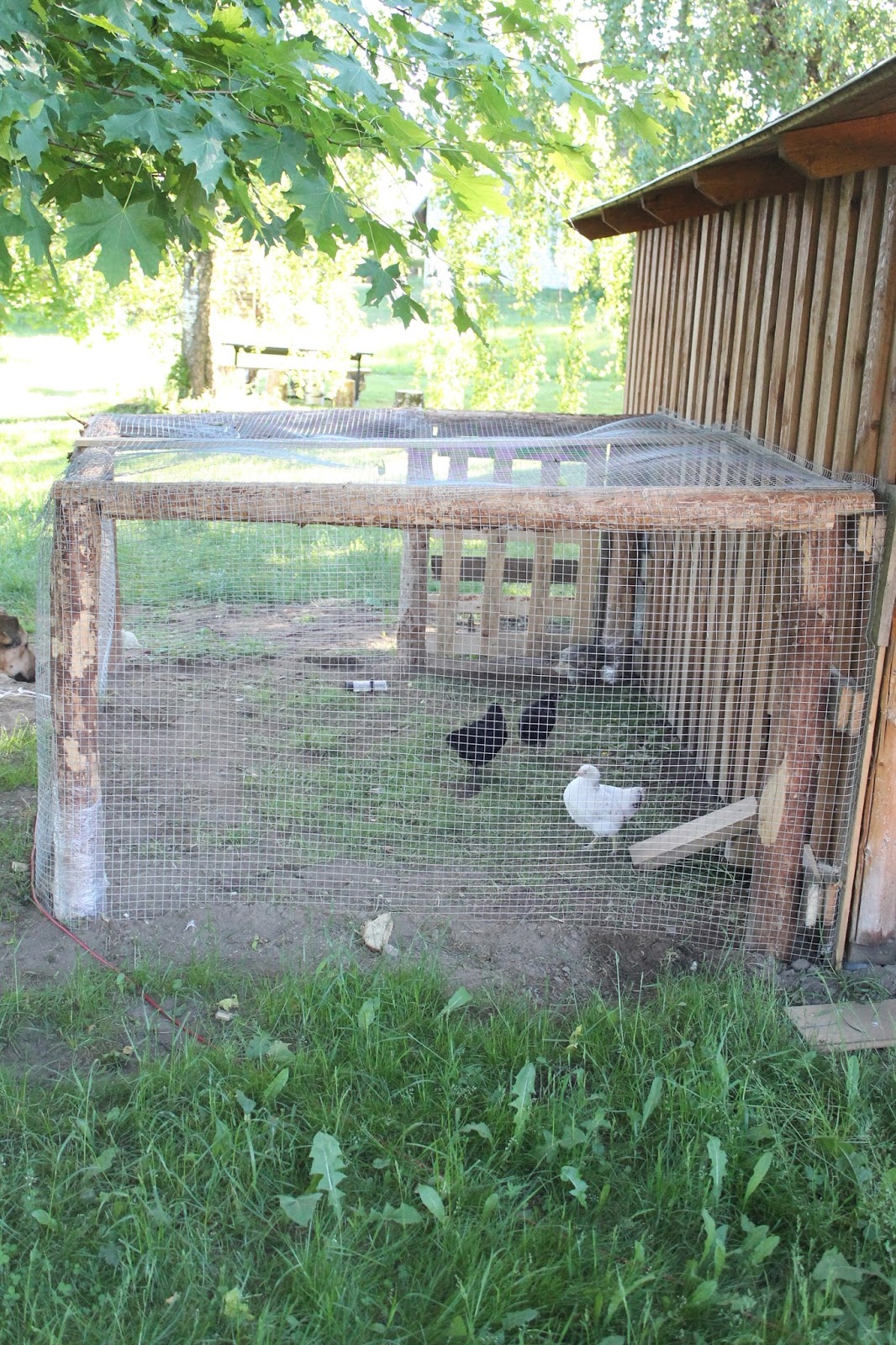 Maakad linnast - Meie uus algus: Kanad, kuked ja munad